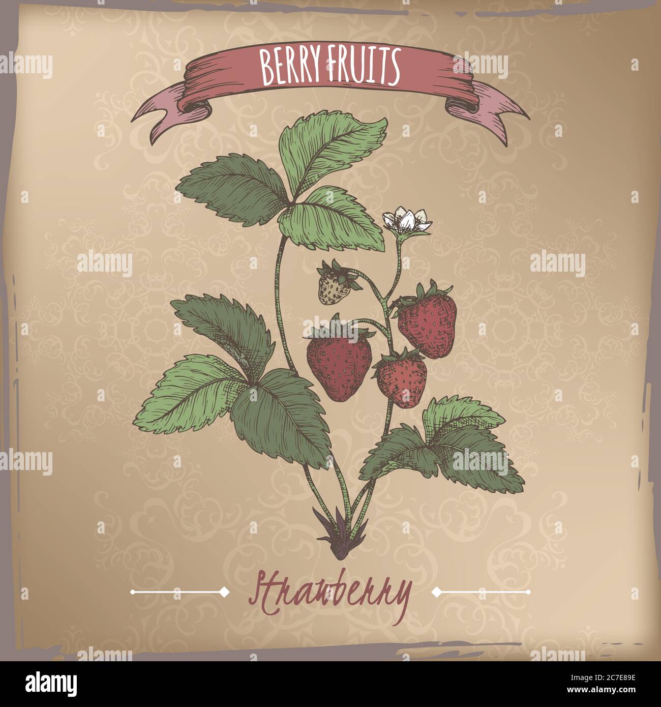 Garden strawberry aka Fragaria ananassa branch color sketch on vintage ...