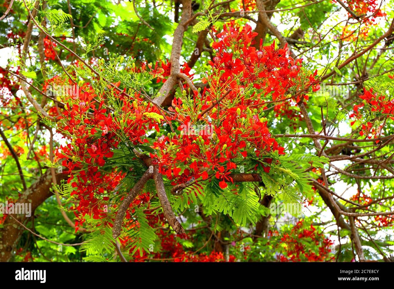 Tropical tree in Rio de Janeiro Stock Photo - Alamy