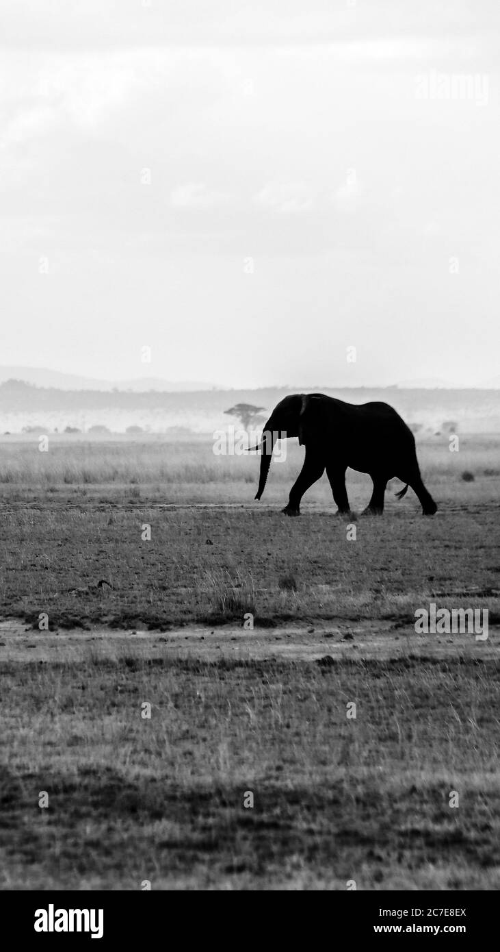 Vertical greyscale shot of a lonely elephant in the field under the ...