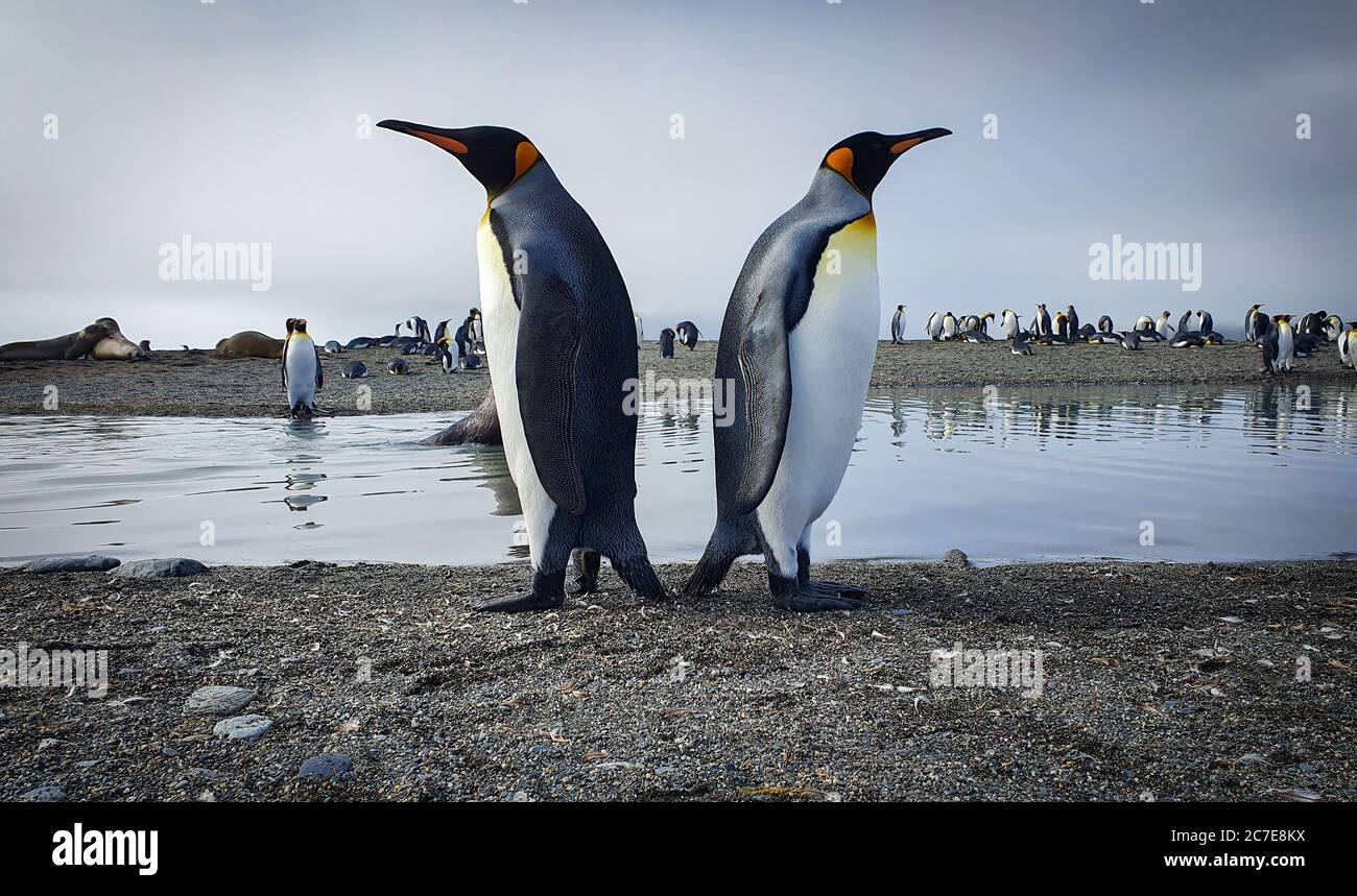 Two king penguins standing back to back with water, seals and lots more ...