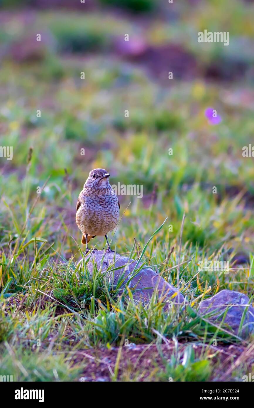 Cute bird Common Rock Thrush. Monticola saxatilis. Nature background ...