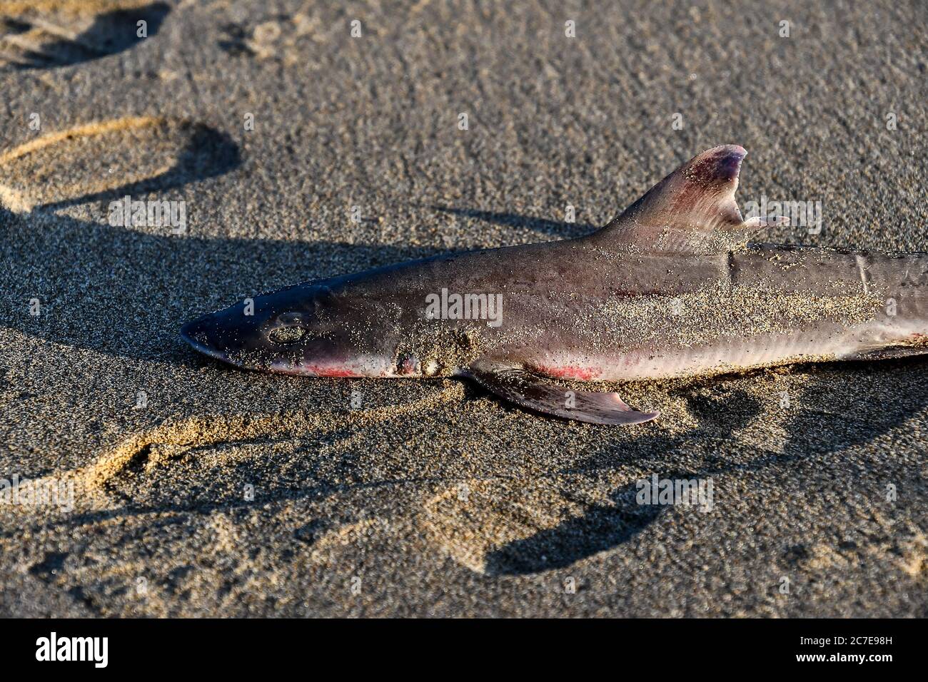 fish on hook, beautiful photo digital picture Stock Photo - Alamy