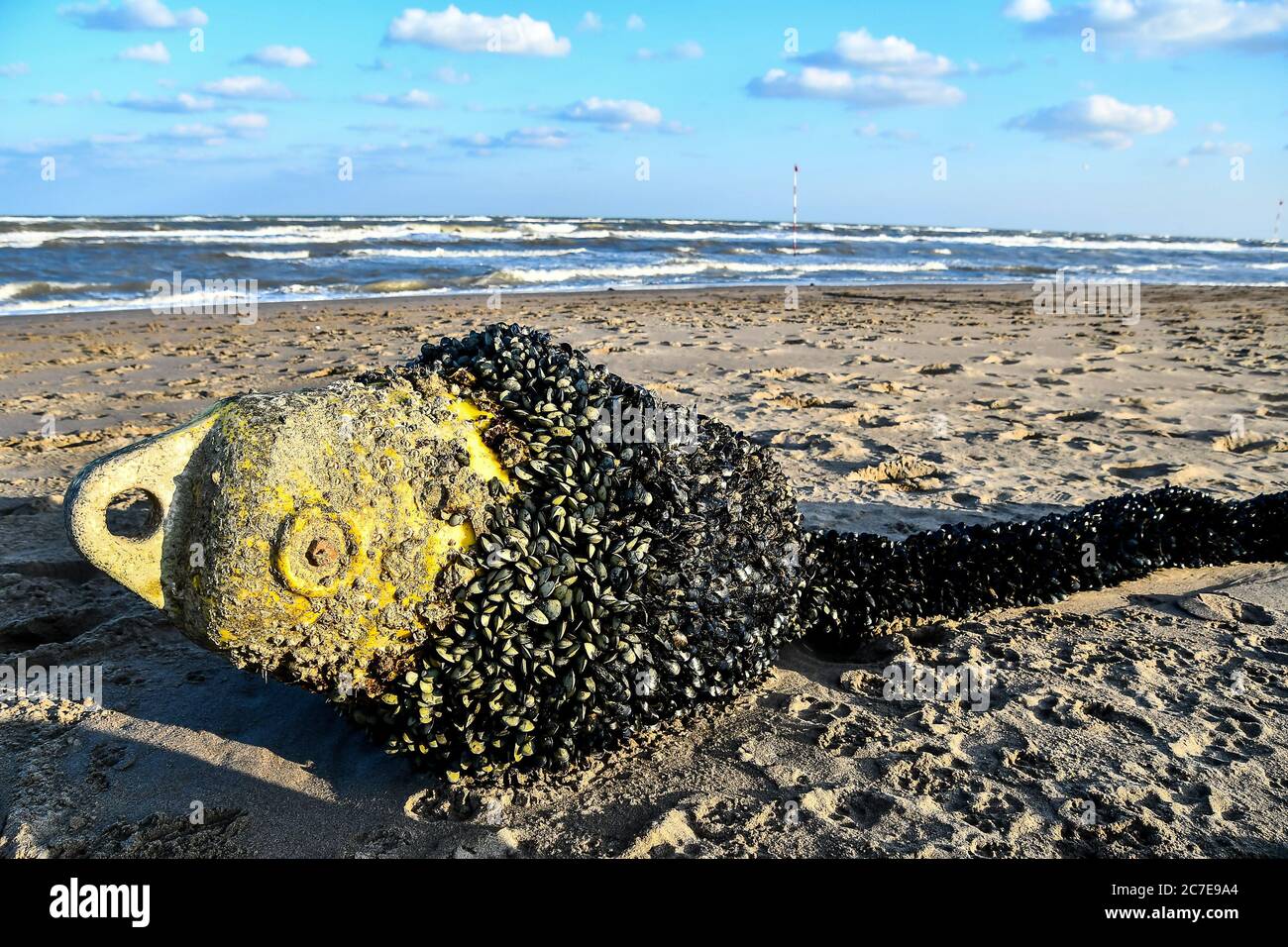 shell on beach, beautiful photo digital picture Stock Photo - Alamy