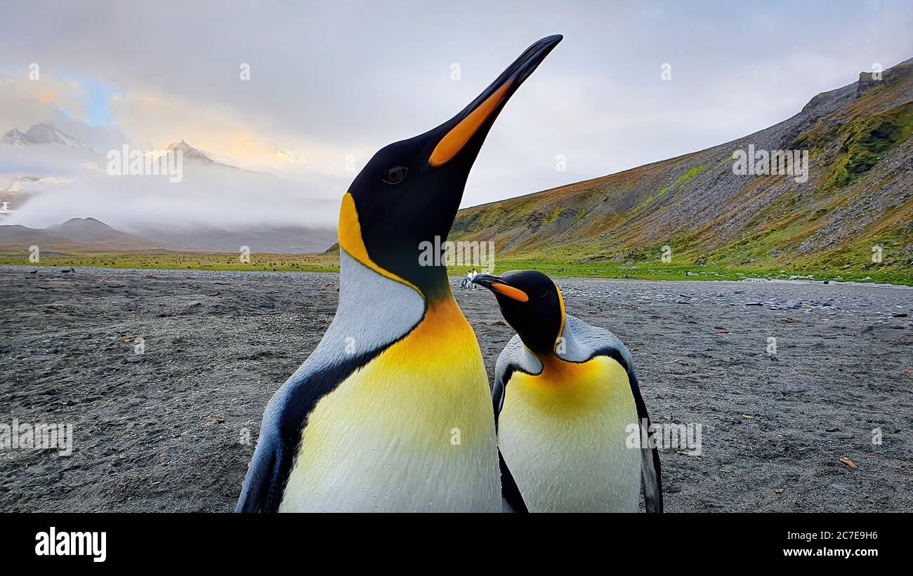 Adult king penguins up close hi-res stock photography and images - Alamy