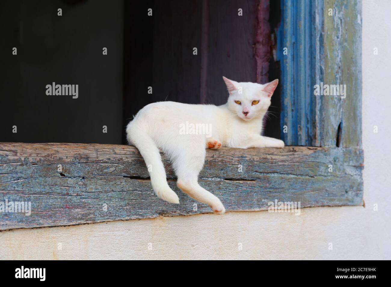White cat on a window Stock Photo - Alamy