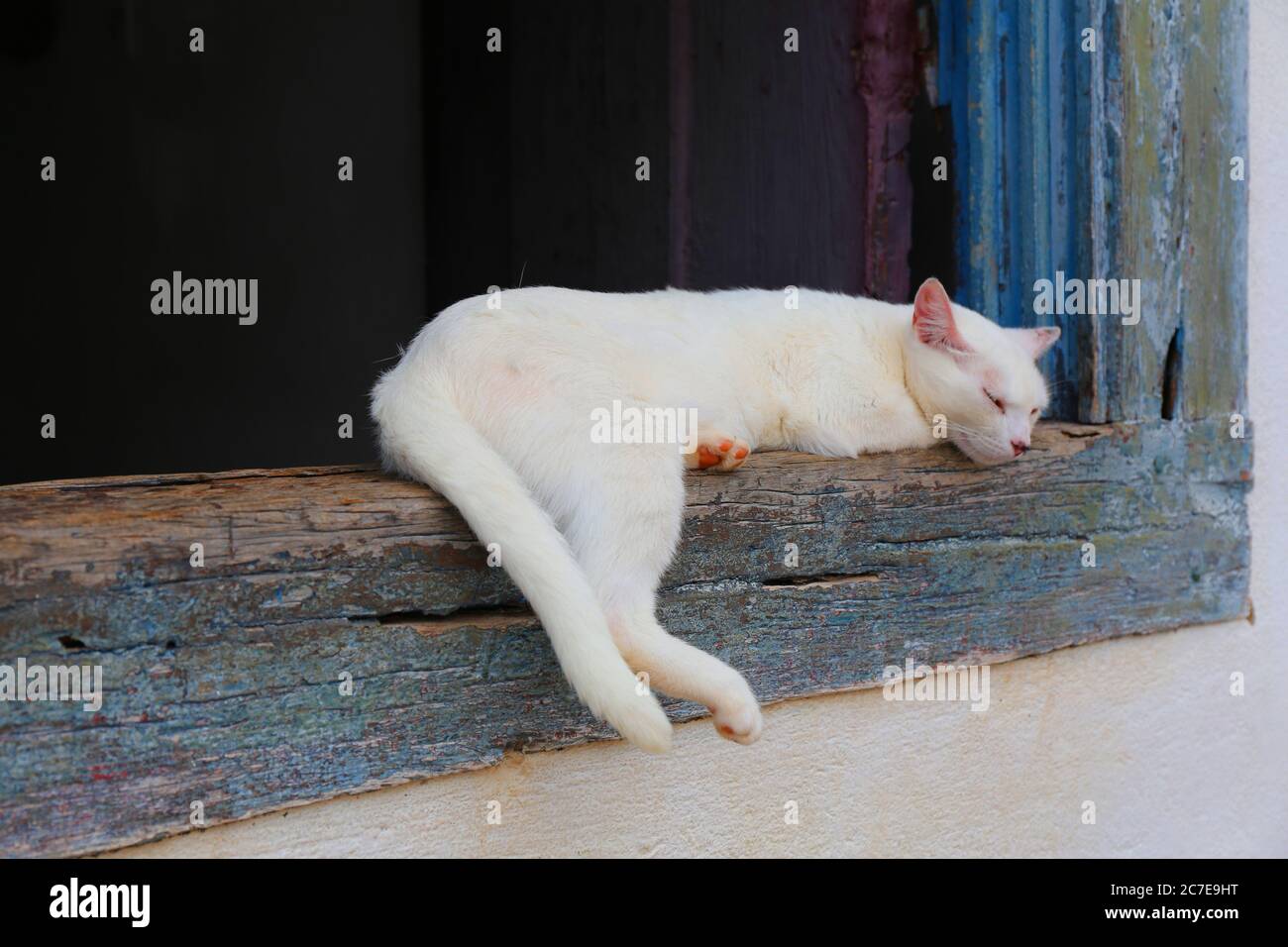 White cat on a window Stock Photo - Alamy
