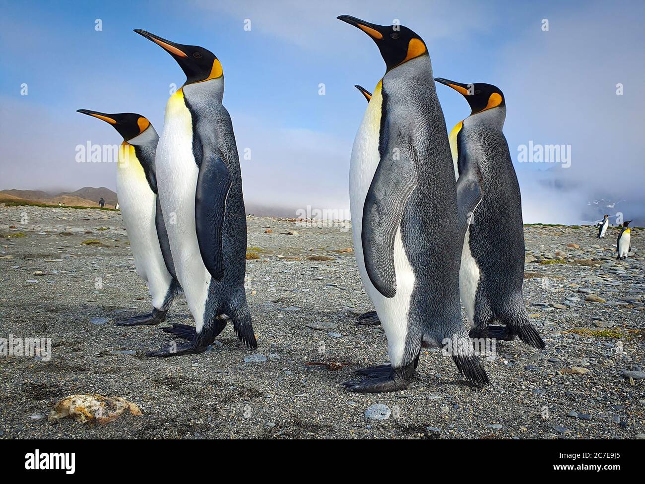 Five king penguins stood upright on grey sand with clouds and hills in ...