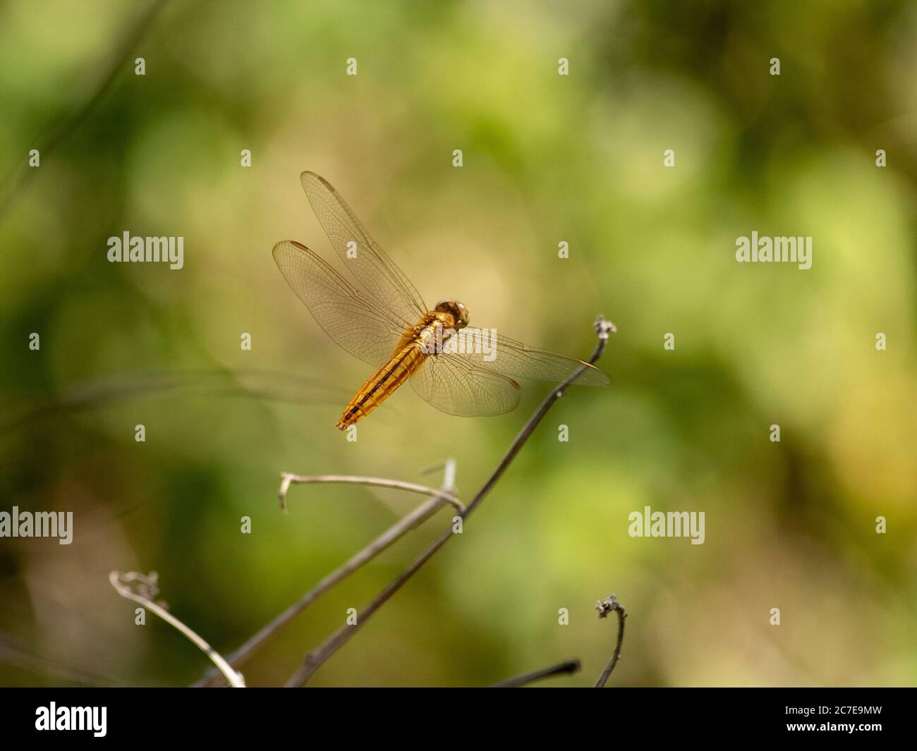 Dragonfly in flight with golden wings hi-res stock photography and ...