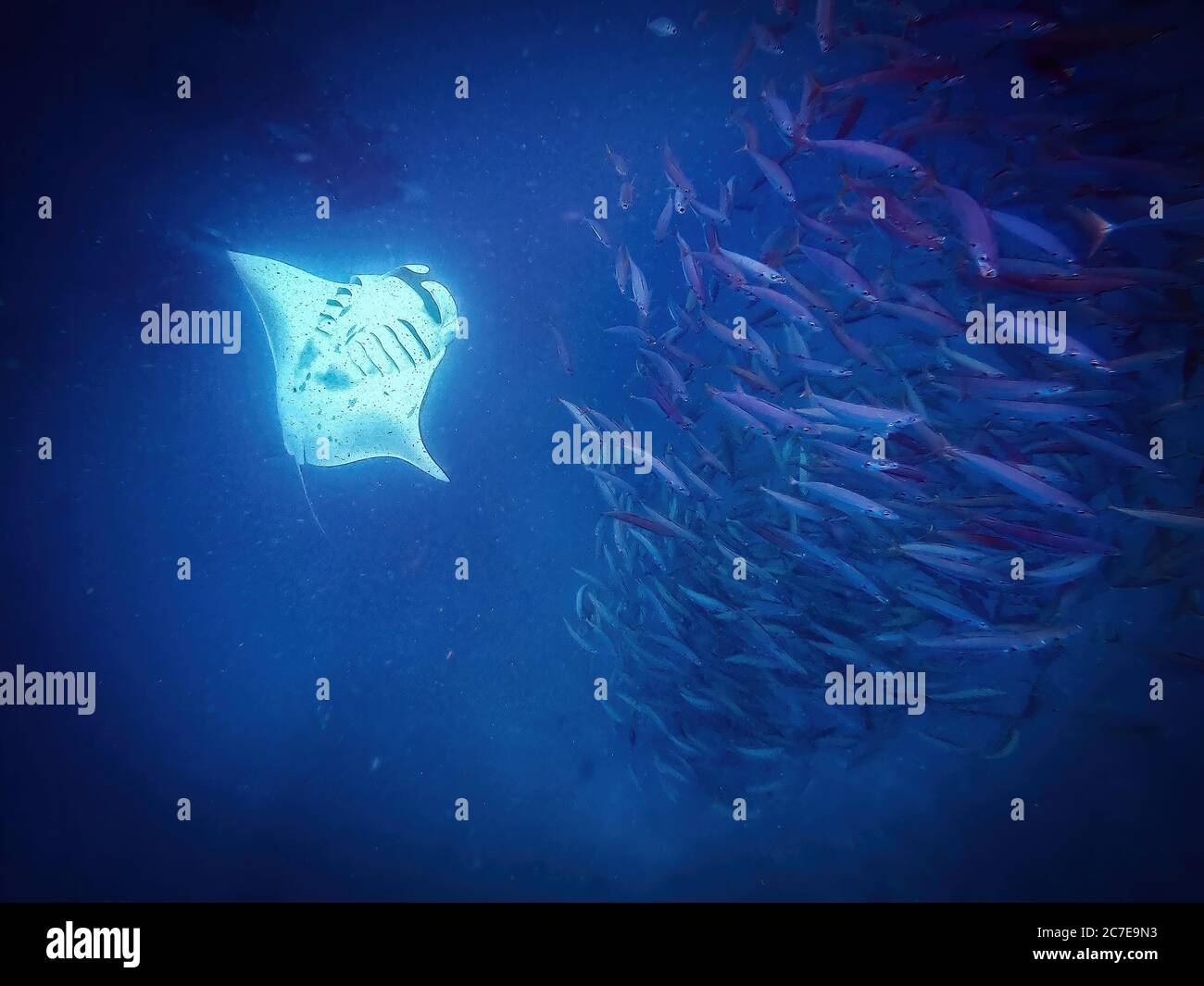 Rays fish hi-res stock photography and images - Alamy