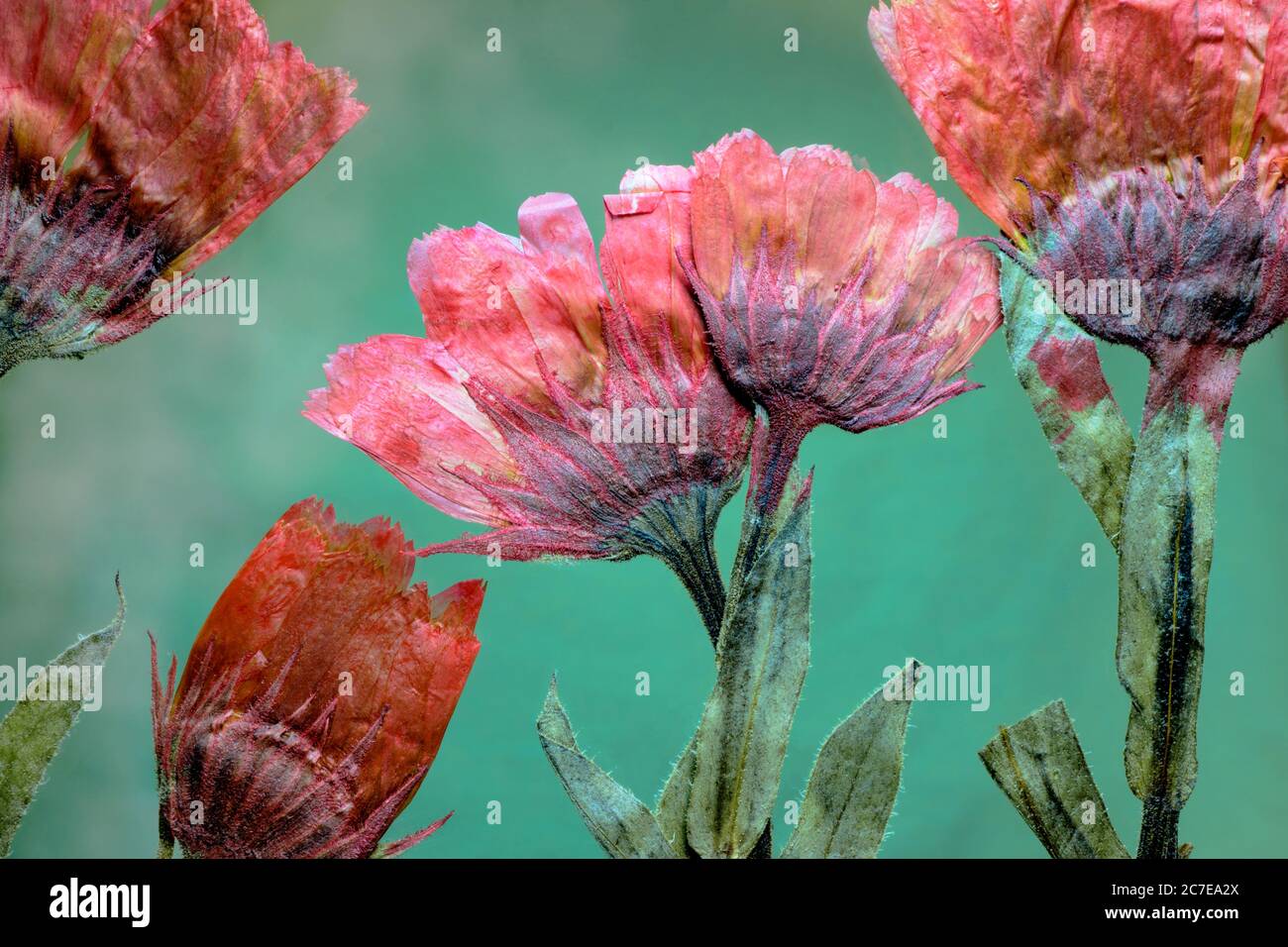 Dried red flower arrangement on a luminous green background Stock Photo ...