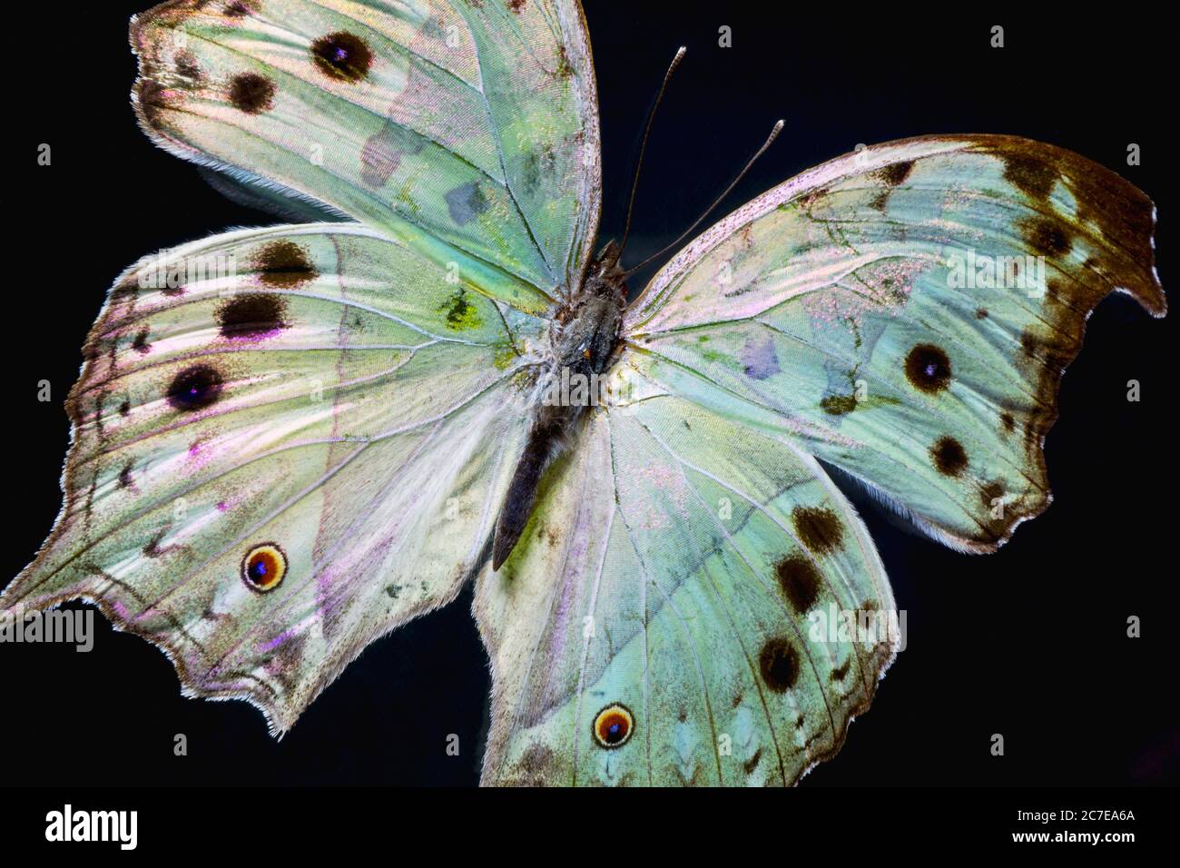 Mother of pearl butterfly hi-res stock photography and images - Alamy
