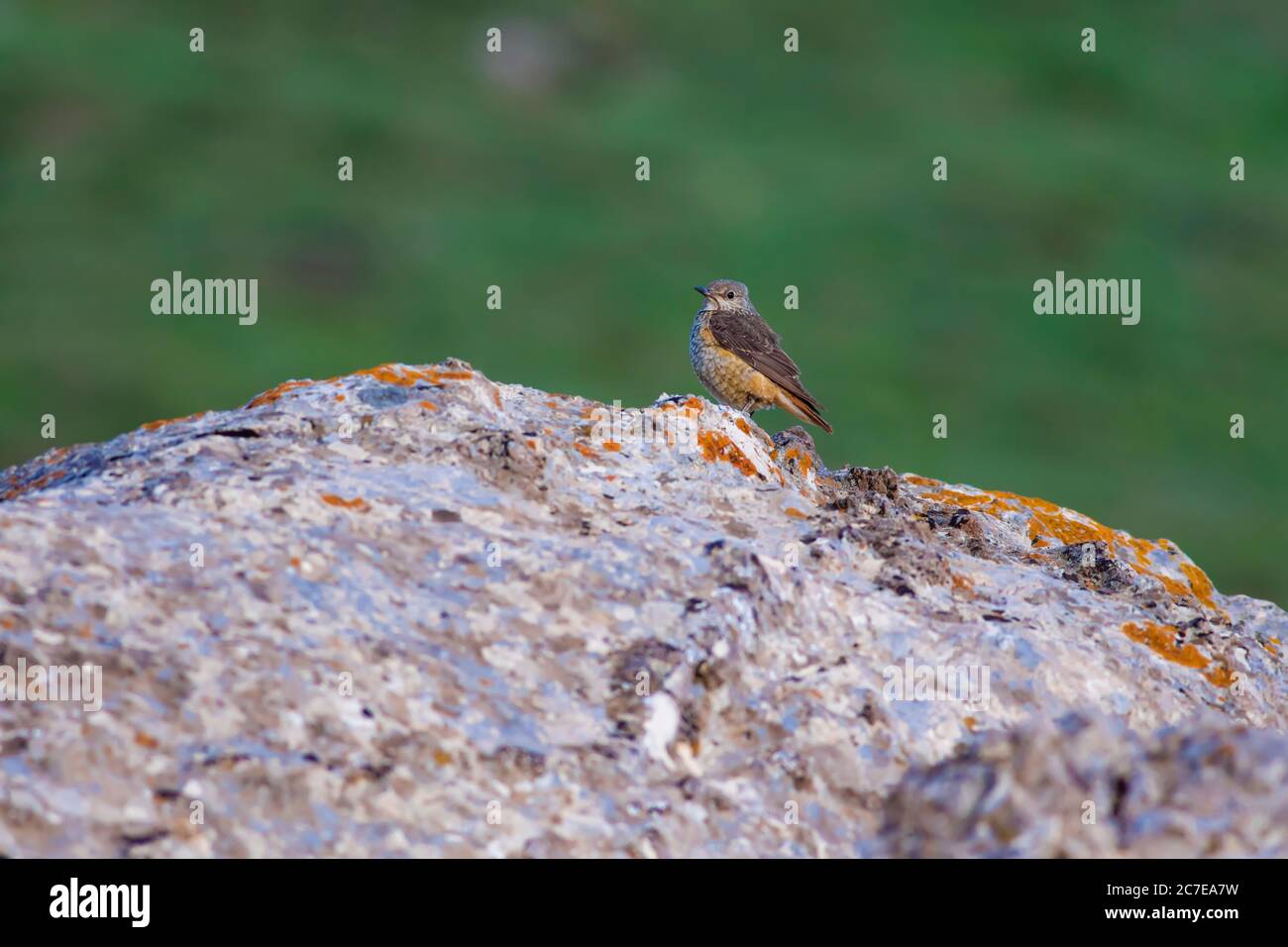 Cute bird Common Rock Thrush. Monticola saxatilis. Nature background ...