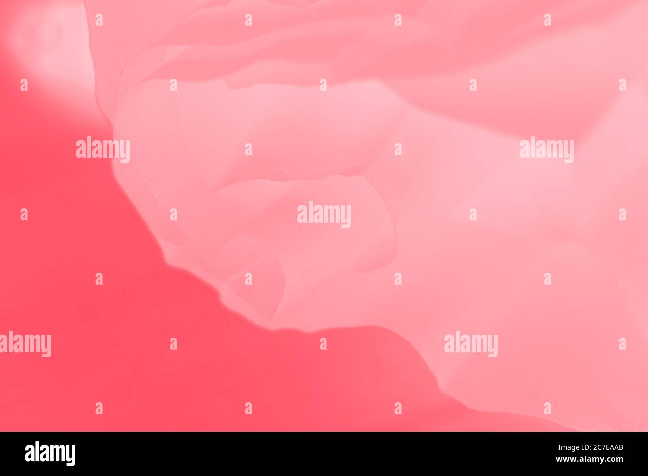 Crimson light pink gradient abstract background with blurred lines ...