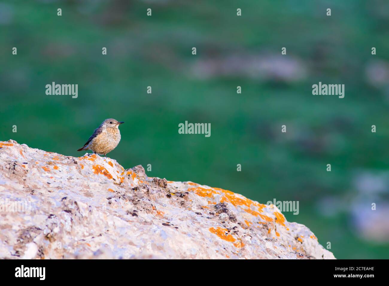 Cute bird Common Rock Thrush. Monticola saxatilis. Nature background ...