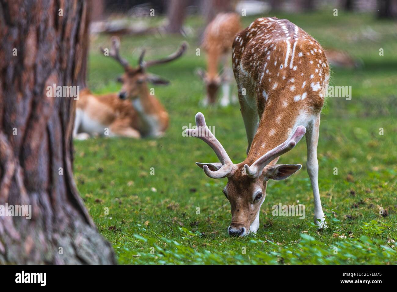 Deer in forest eating grass with others in the background Stock Photo ...