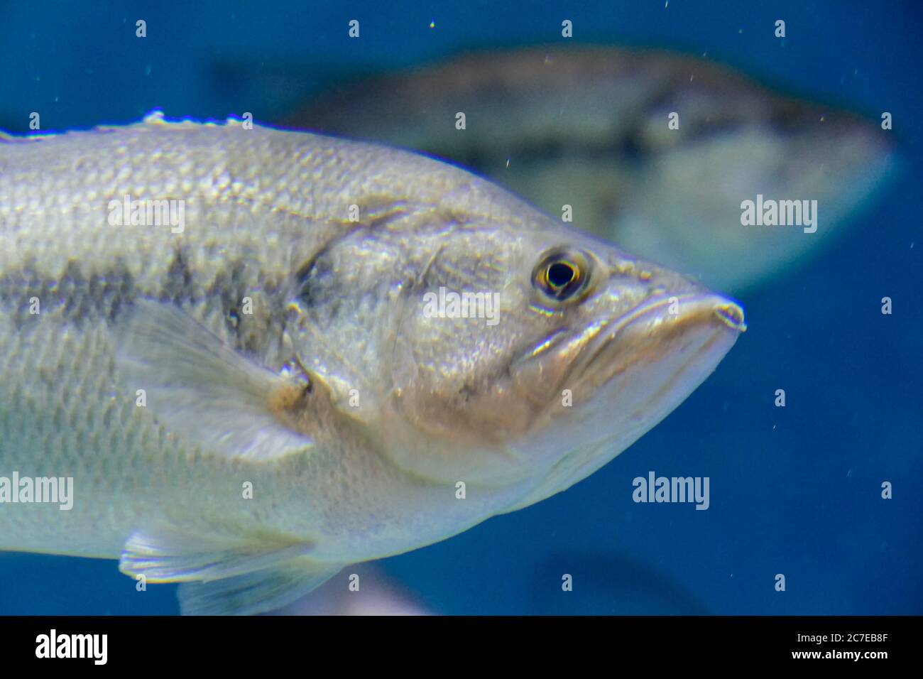 fish in water, beautiful photo digital picture Stock Photo - Alamy