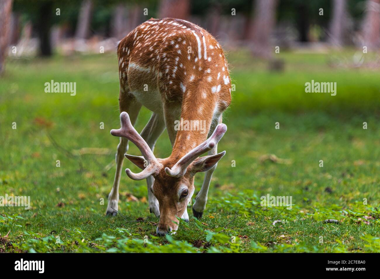 Deer in a forest eating grass Stock Photo - Alamy