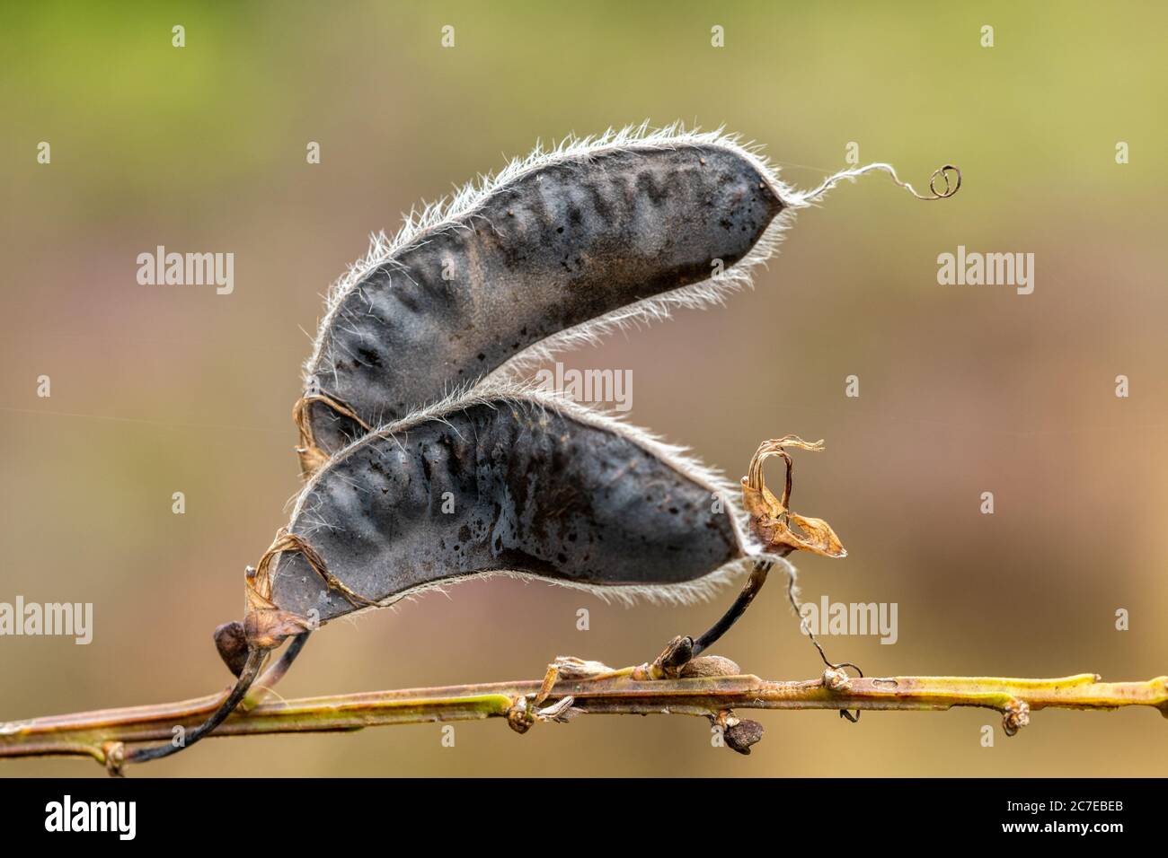 Common broom seed pods (Cytisus scoparius) during July, UK Stock Photo ...