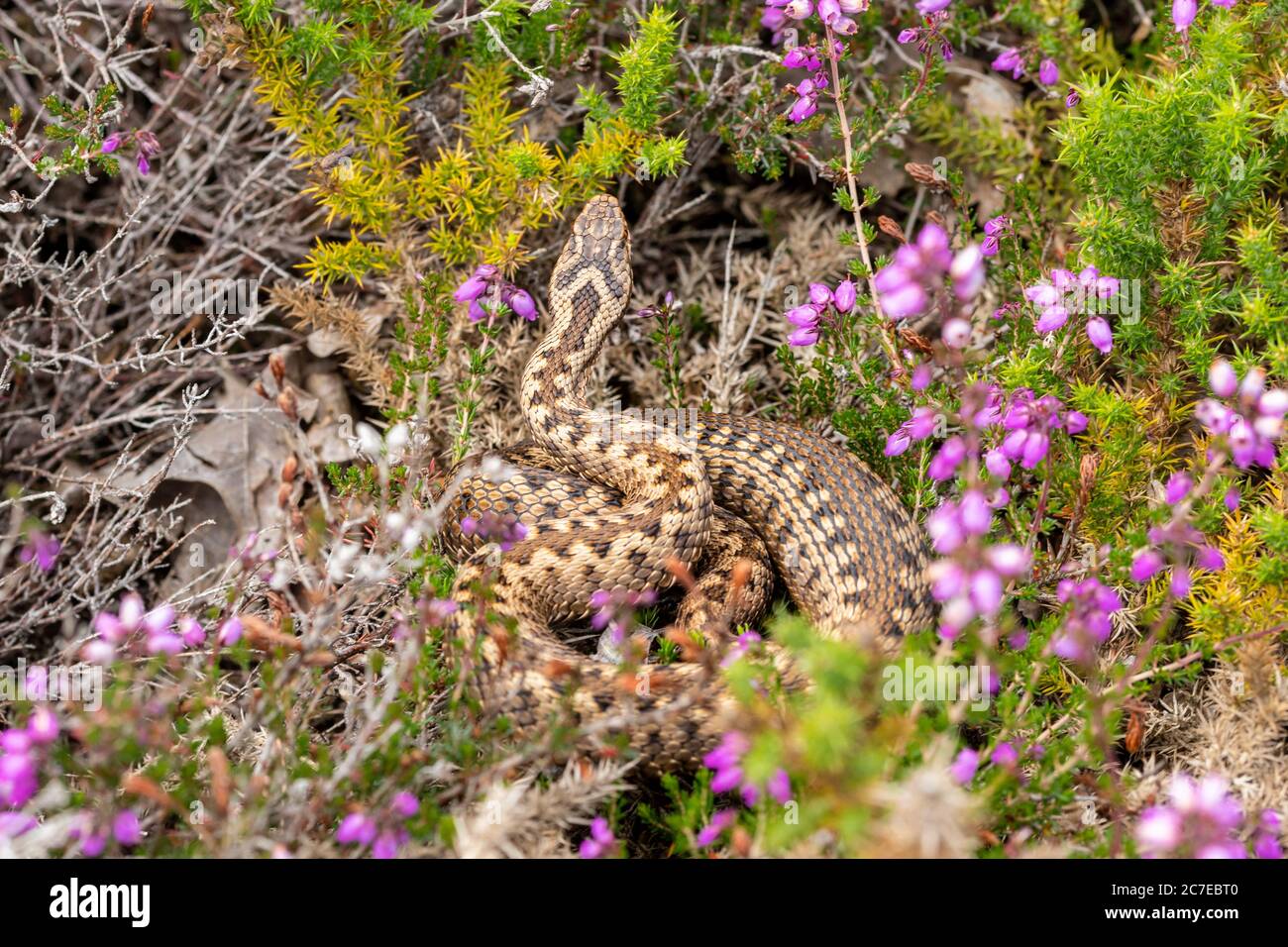 English adder hi-res stock photography and images - Alamy
