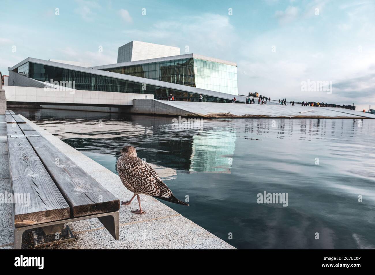 Oslo Opera House in Norway with seagull walking in foreground. Modern ...