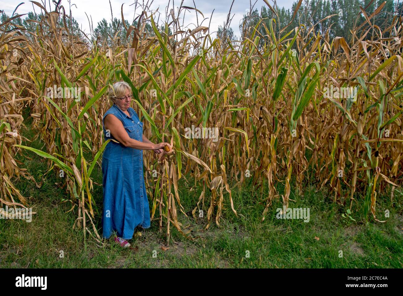 On a family farm, a female agronomist controls the quality of the corn ...