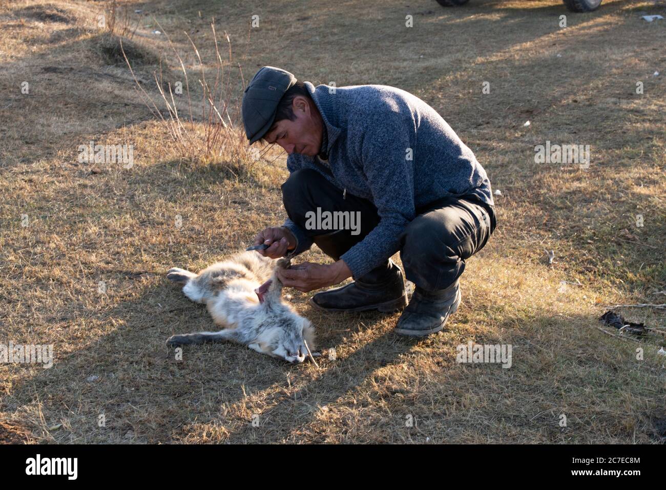 After a successful hunt, an ethnic Kazakh man skins the fox that was ...