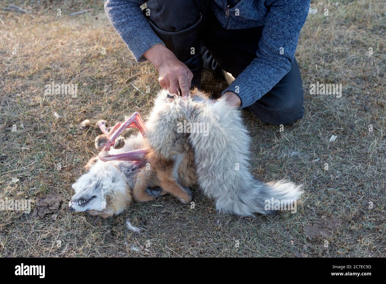 After a successful hunt, an ethnic Kazakh man skins the fox that was ...