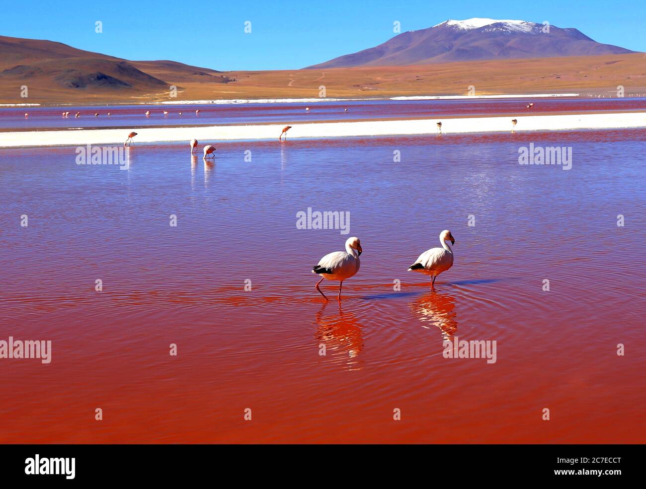Laguna Colorada, Bolivia Stock Photo - Alamy