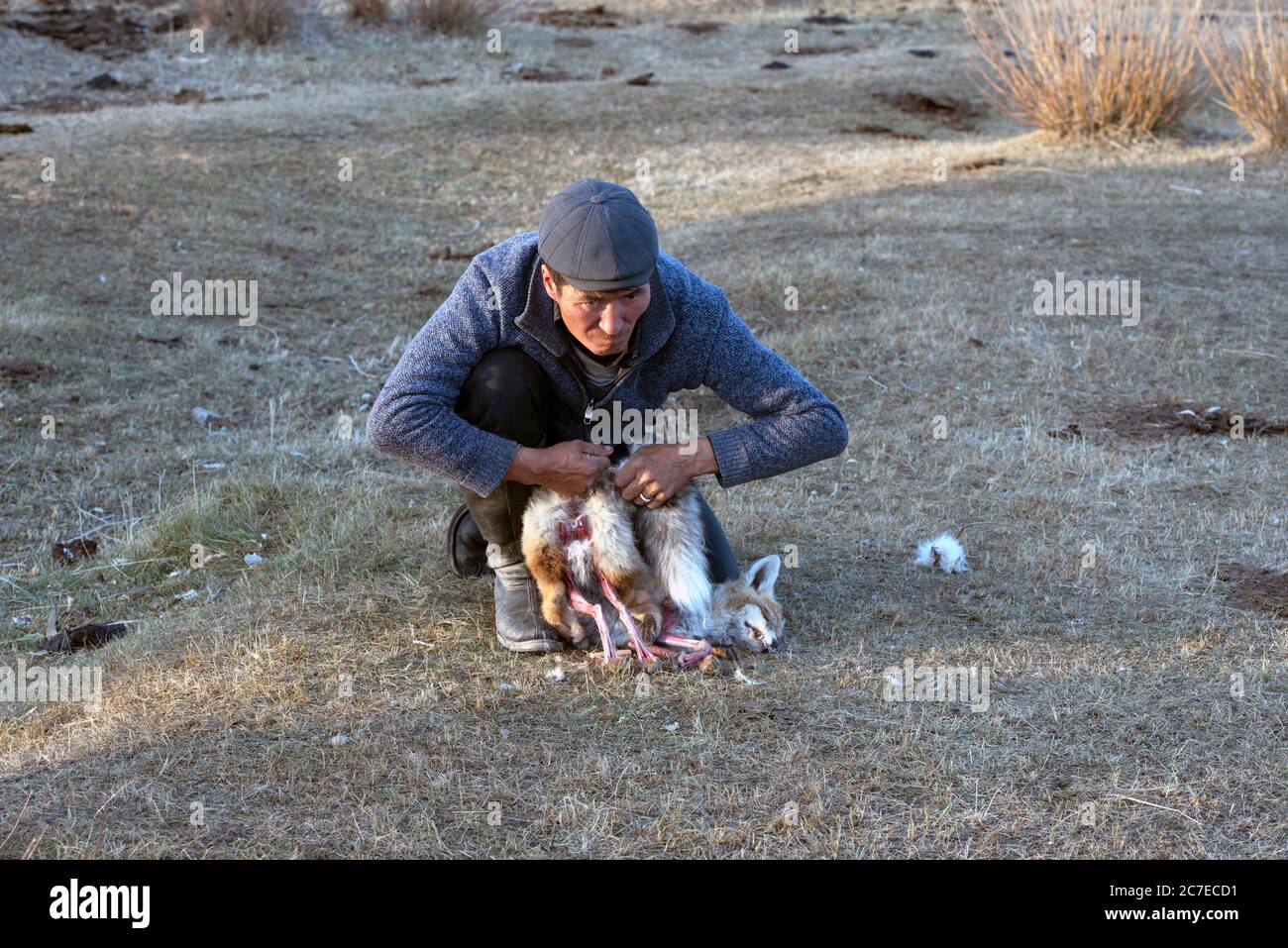 After a successful hunt, an ethnic Kazakh man skins the fox that was ...