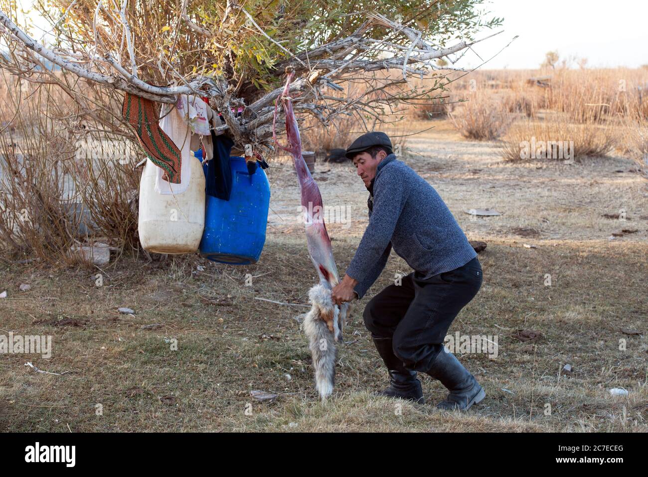 After a successful hunt, an ethnic Kazakh man skins the fox that was ...