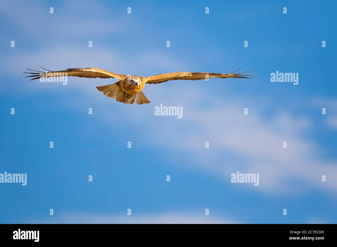 Bird of prey. Flying Buzzard. White clouds and blue sky background ...