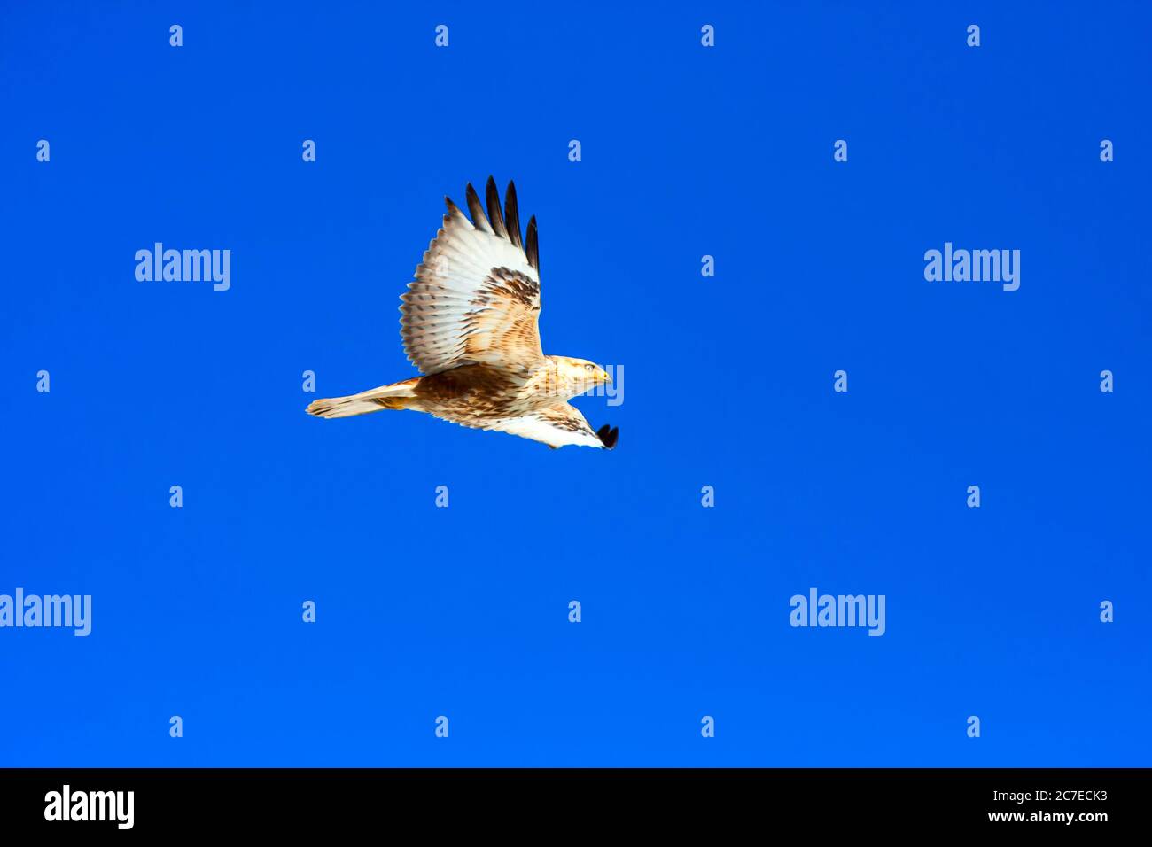 Bird of prey. Flying Buzzard. White clouds and blue sky background ...
