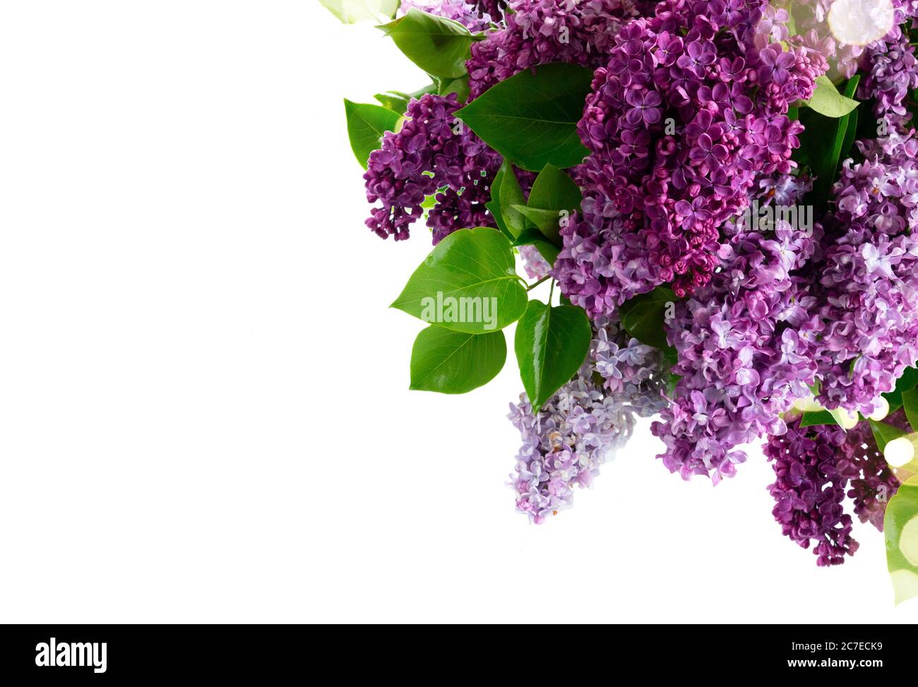Fresh lilac flowers Stock Photo - Alamy