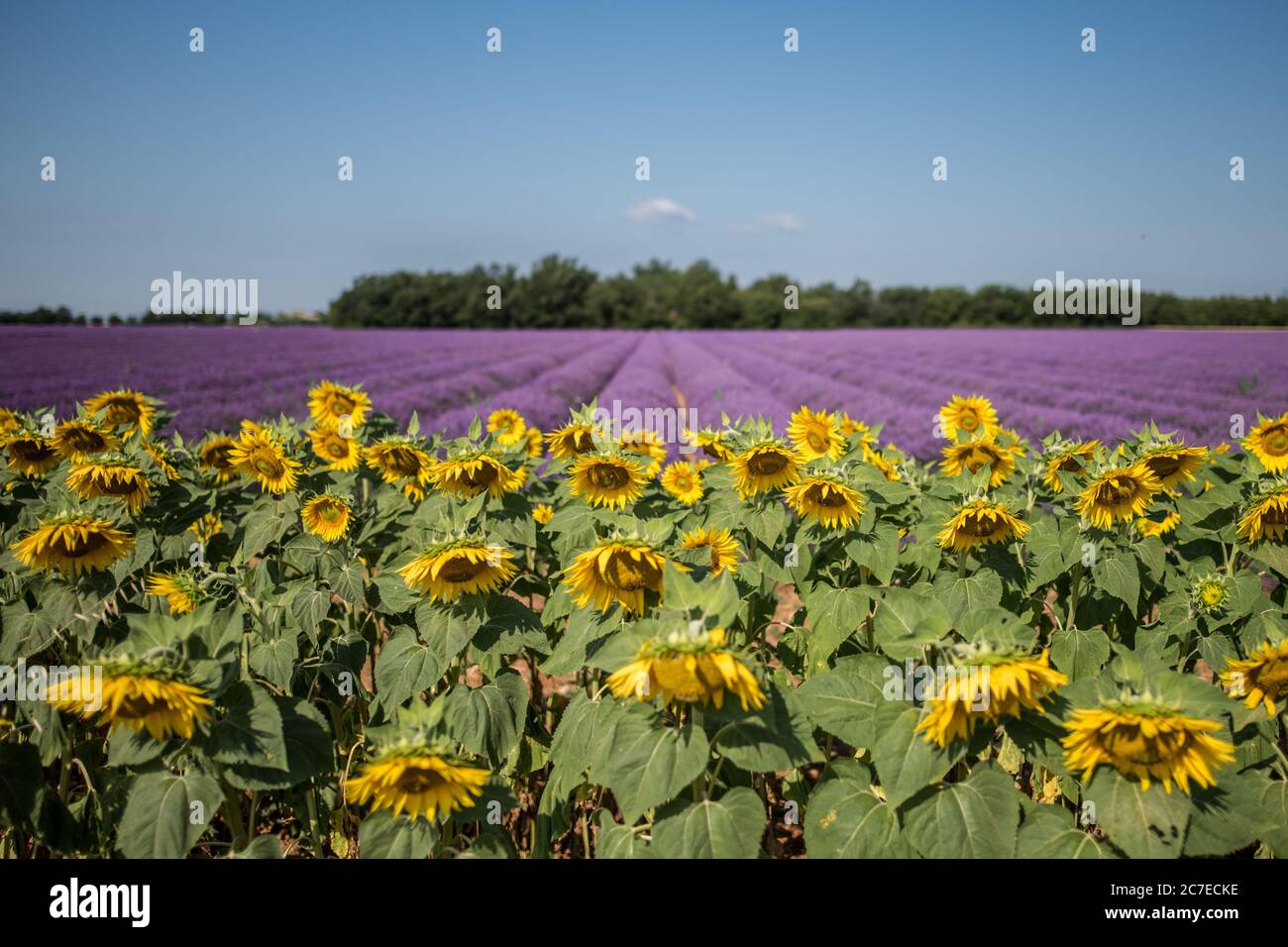 Horizontal shot of sunflower and English lavender field with the ...