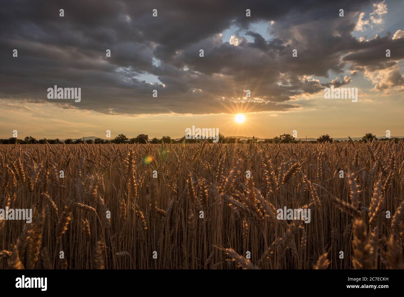 Horizontal shot of a wheat spike field at the time of sunset under the ...