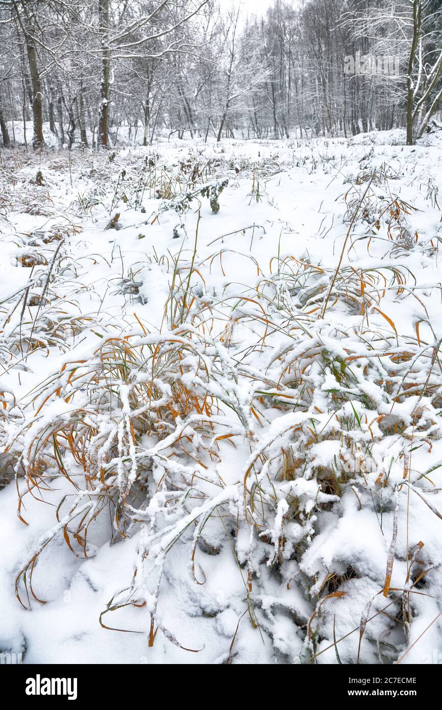 Snow-covered grass in city park. Frosty evening Stock Photo - Alamy