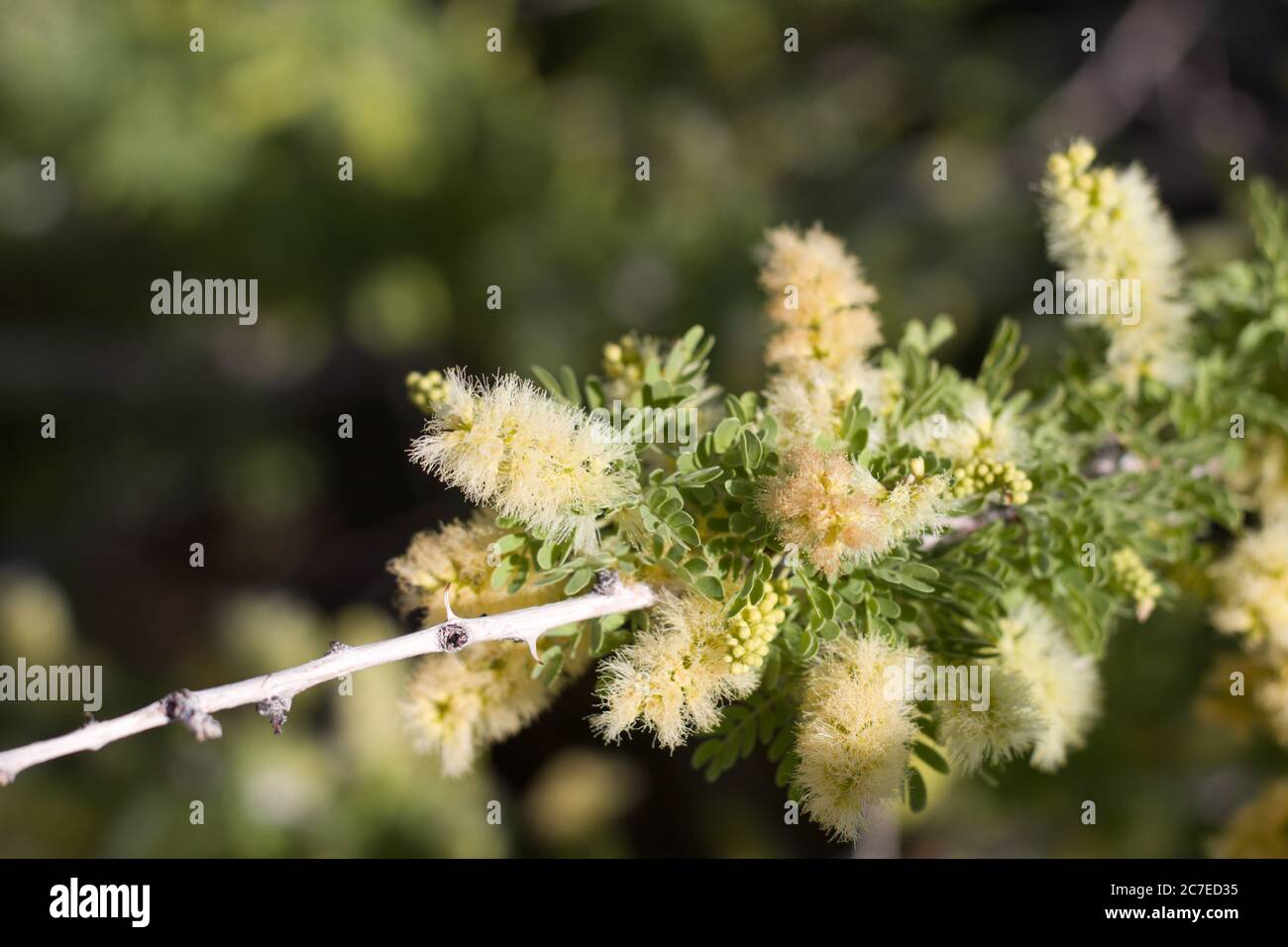 Spike flowers of Catclaw, Senegalia Greggii, Fabaceae, native Deciduous ...