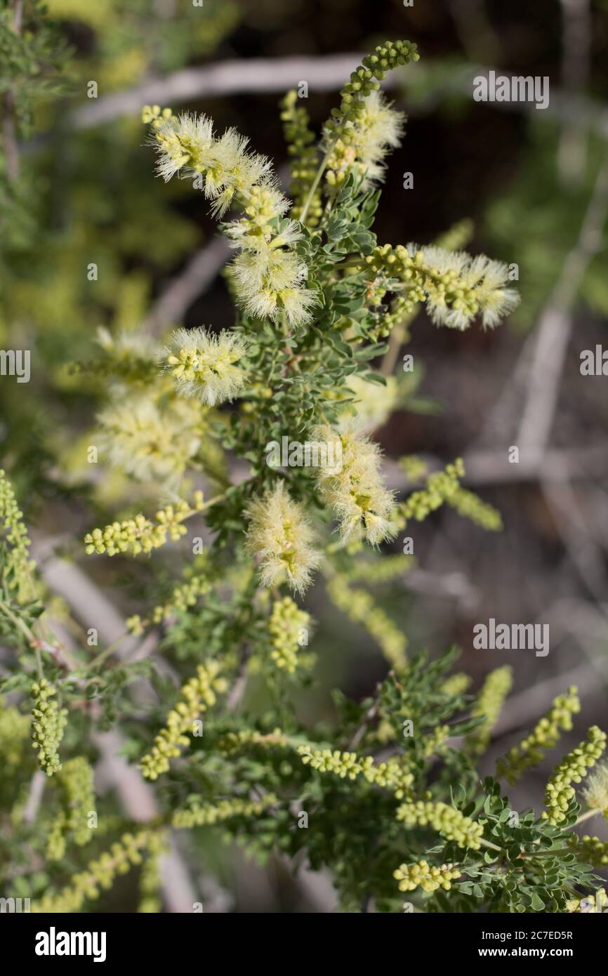 Senegalia flower hi-res stock photography and images - Alamy