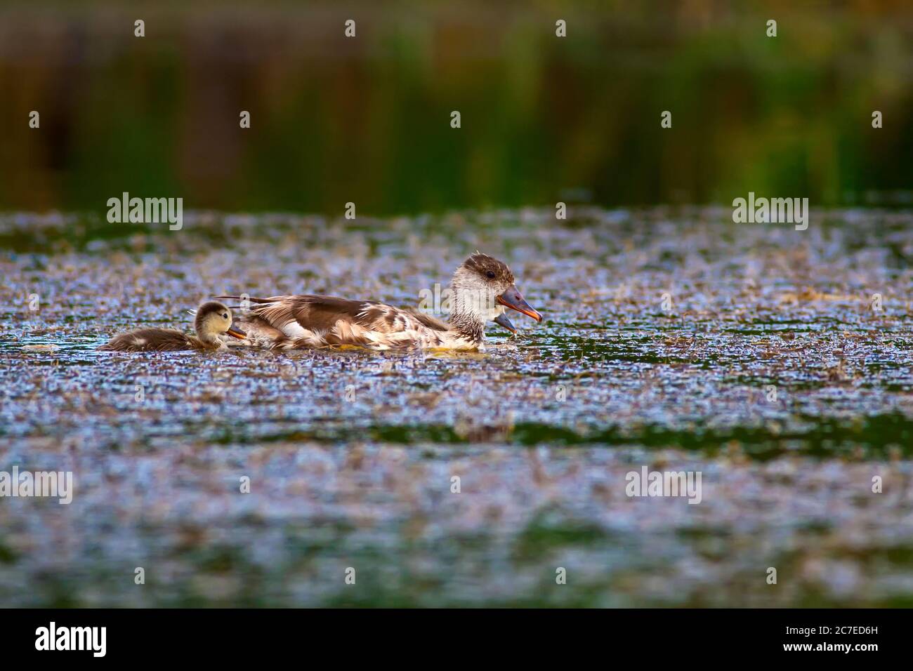 Duck family. Colorful lake nature background. Duck: Red crested Pochard ...