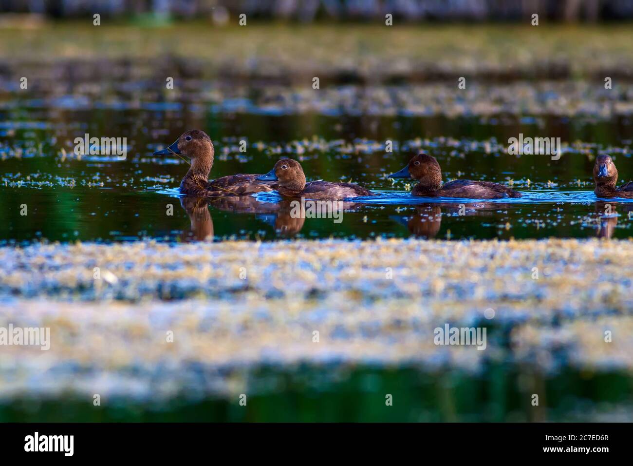 Cute duck family. Natural background. Bird: Common Pochard. Aythya ...