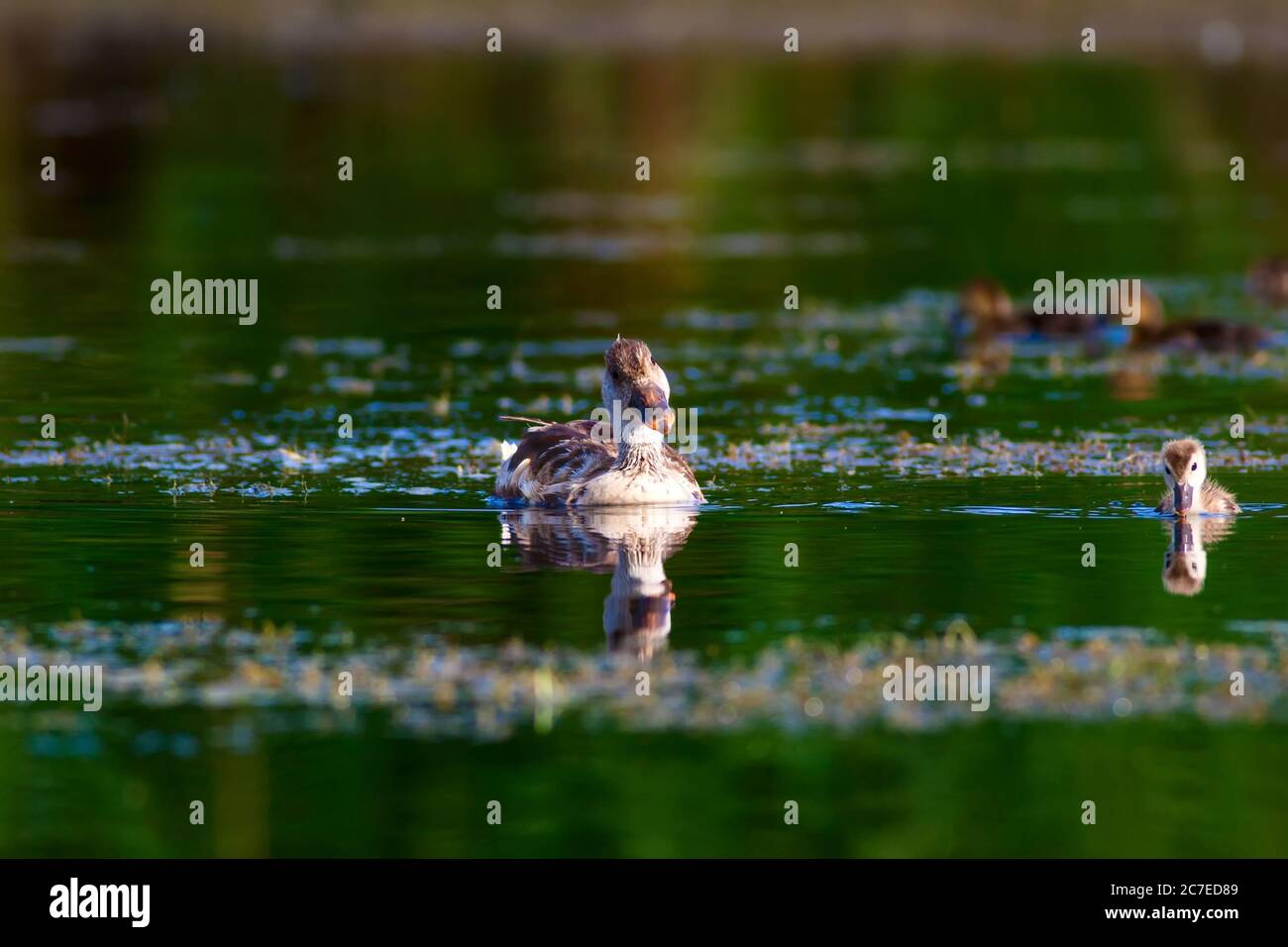 Duck family. Colorful lake nature background. Duck: Red crested Pochard ...