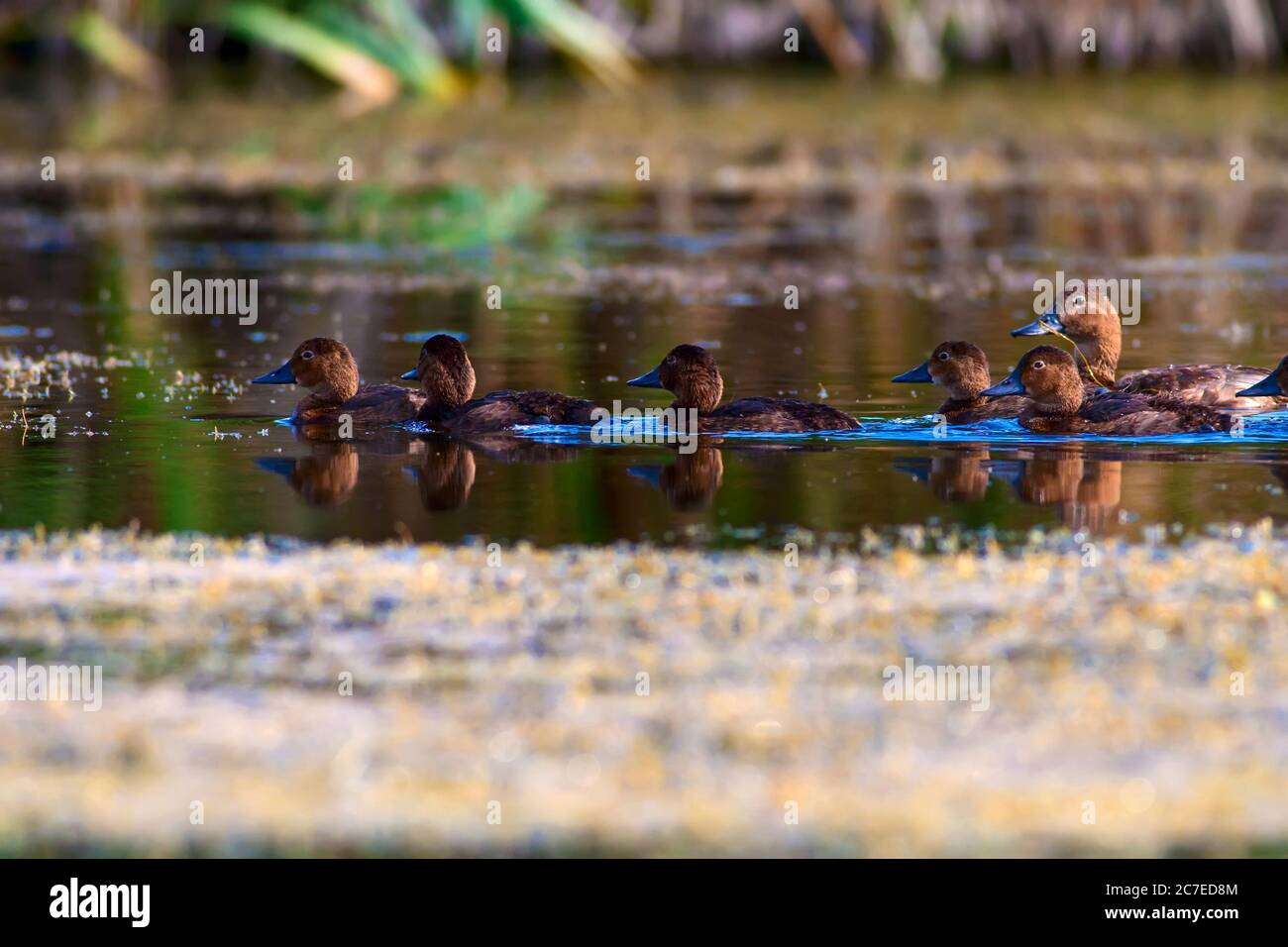 Cute duck family. Natural background. Bird: Common Pochard. Aythya ...
