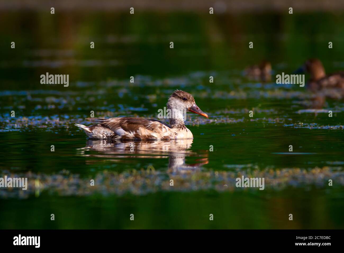 Duck family. Colorful lake nature background. Duck: Red crested Pochard ...