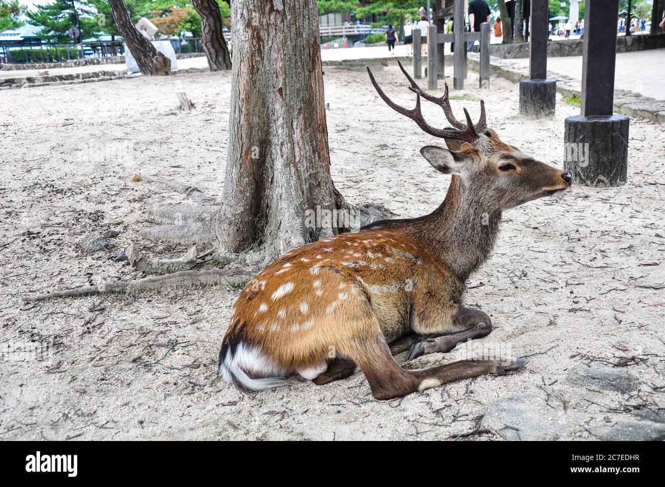 Momijidani park miyajima hatsukaichi hiroshima hi-res stock photography ...