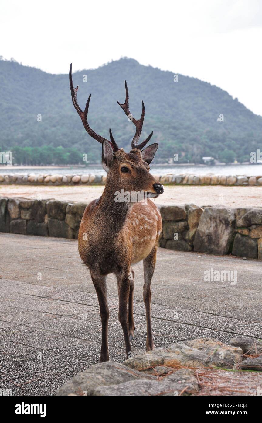 Sika deer miyajima hi-res stock photography and images - Alamy