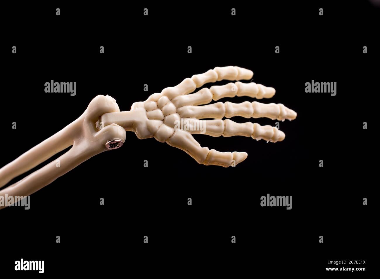 Human skeleton hand model for medical anatomy science Medical clinic ...