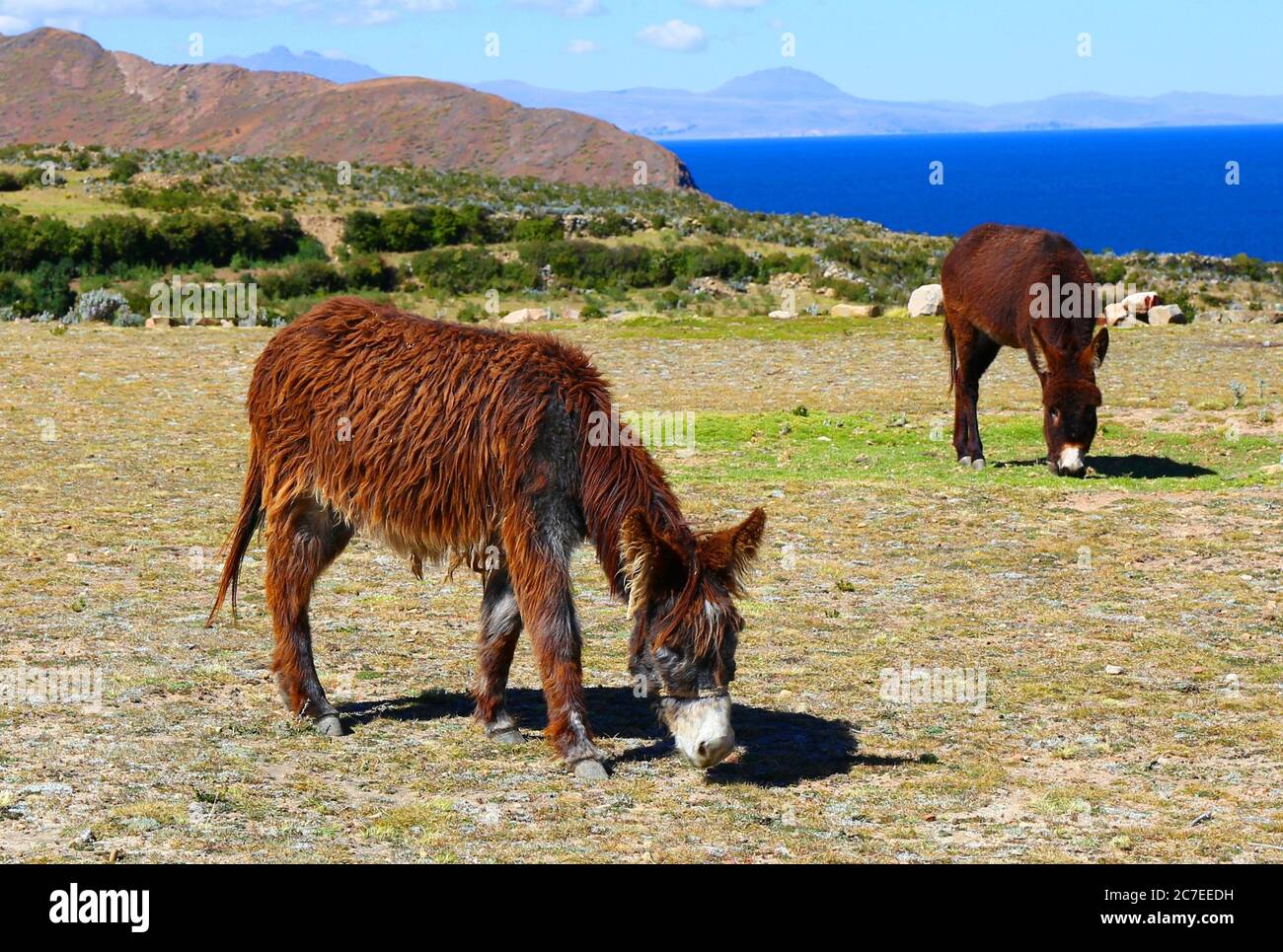 Donkey beach volcano hi-res stock photography and images - Alamy