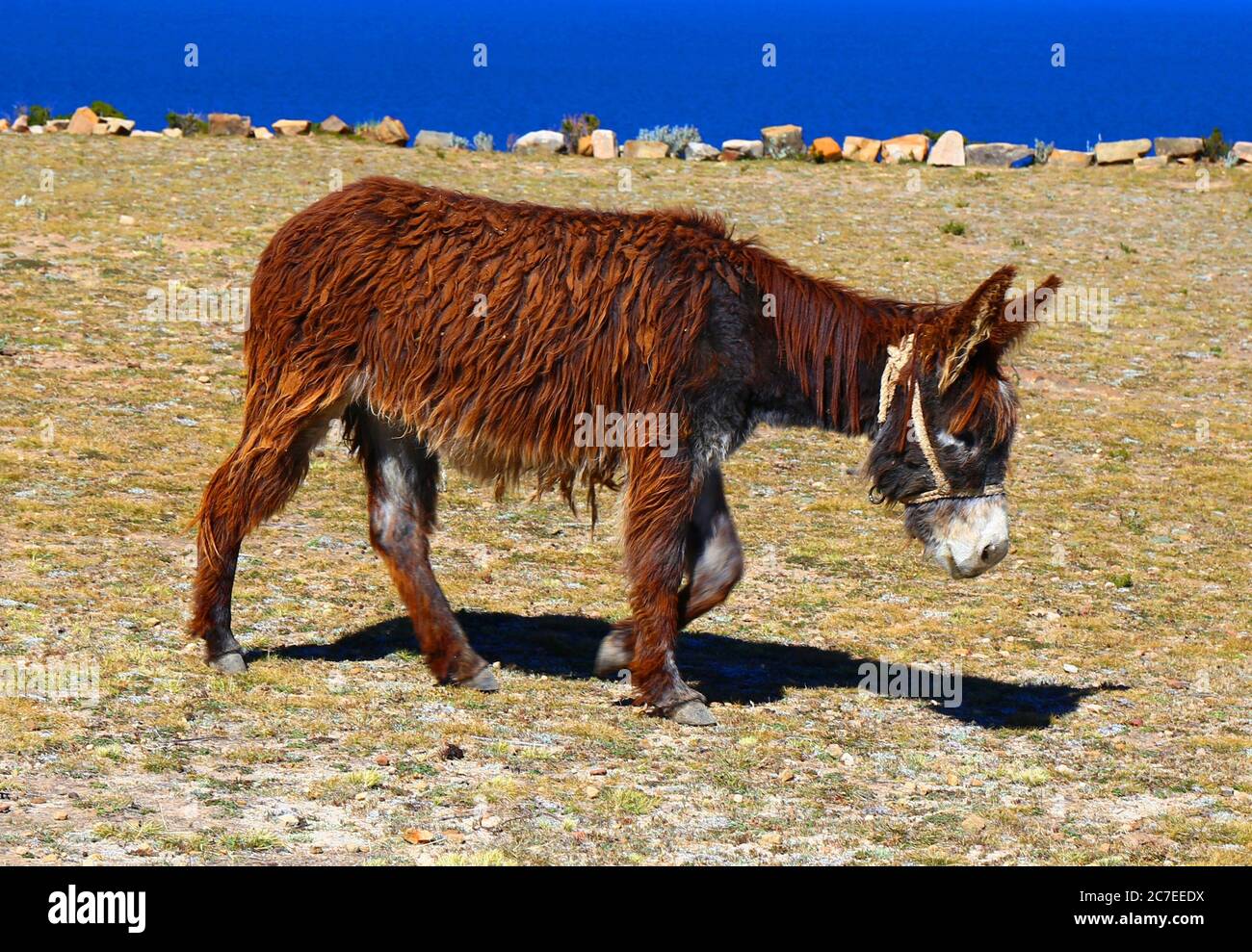 Donkey beach volcano hi-res stock photography and images - Alamy
