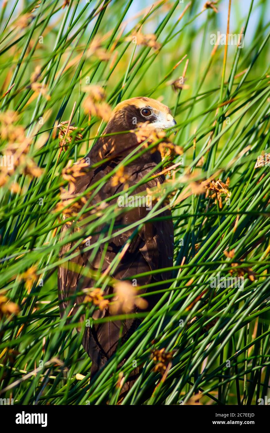 Hawk. Yellow green nature background. Bird: Western Marsh Harrier ...