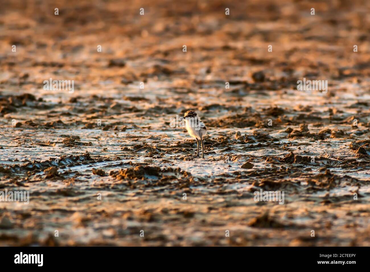 Drought nature and bird. Sad nature scene backgorund Stock Photo - Alamy